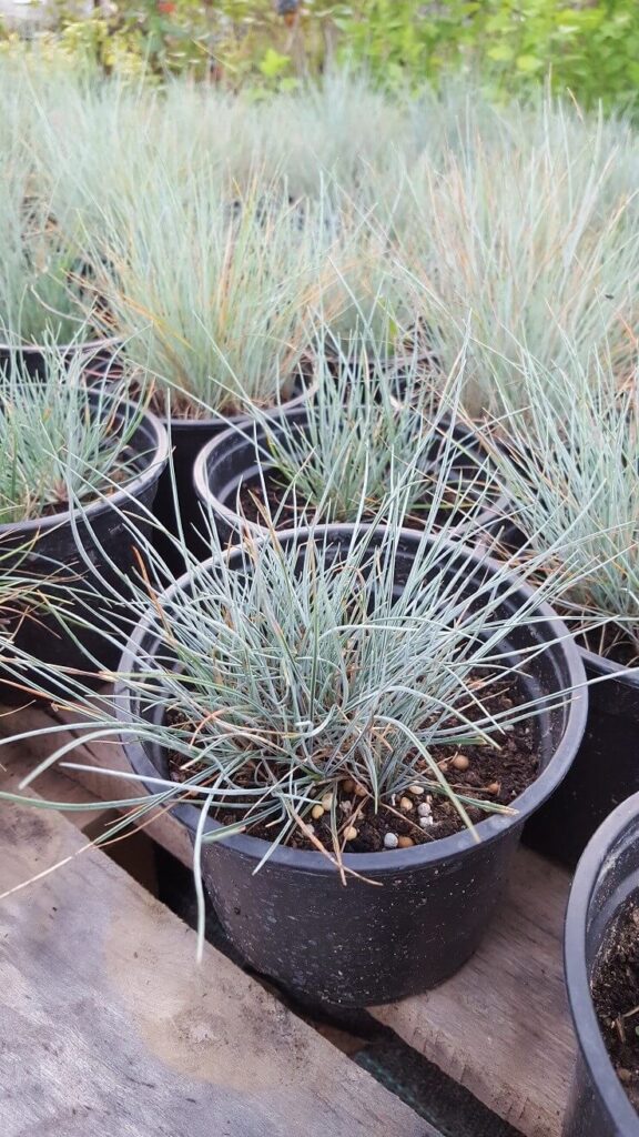 Festuka glauka – Plava trava