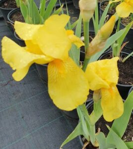 Perunika žuta – Iris