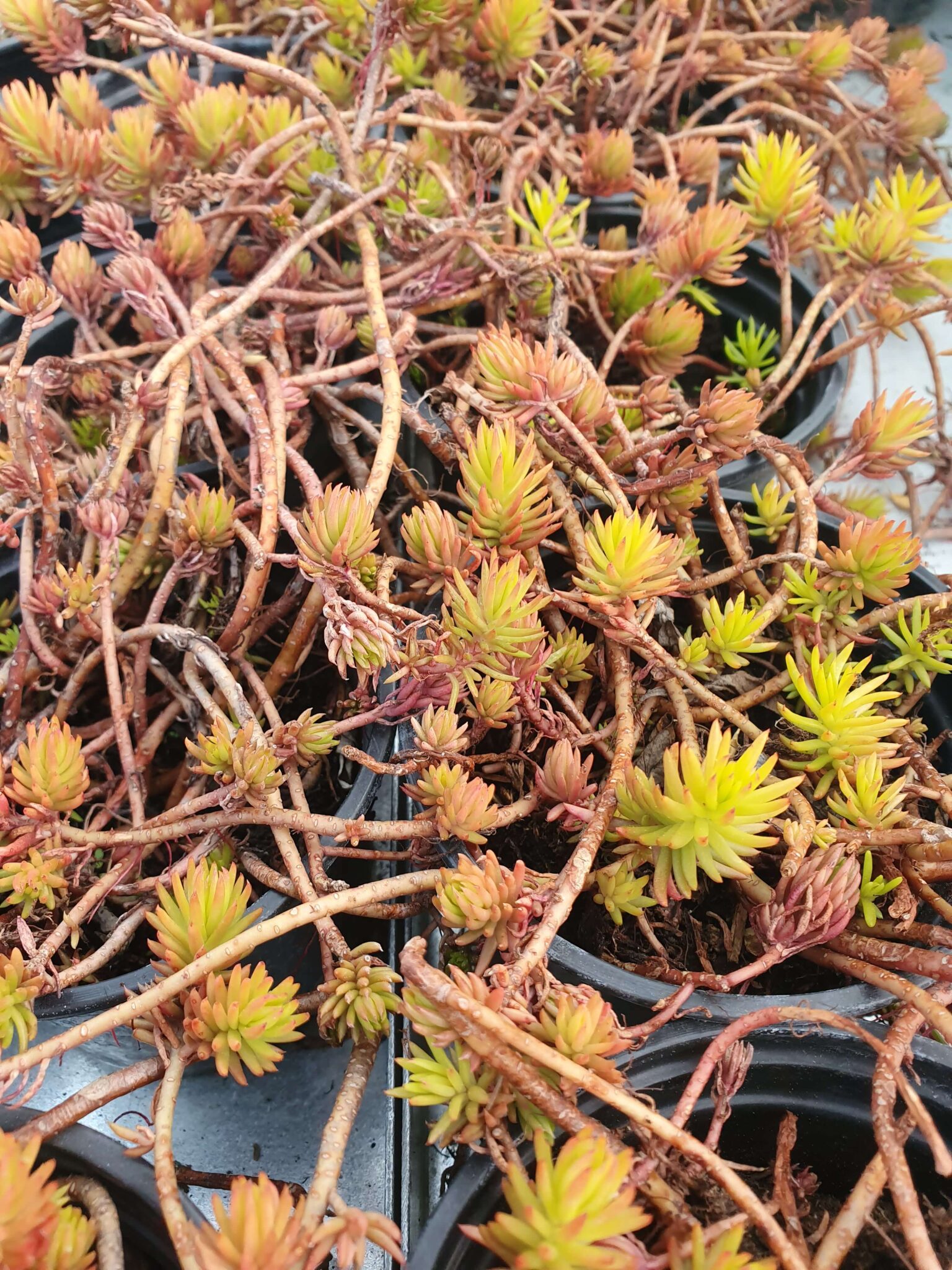 Sedum Angelina