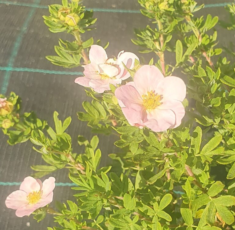 Petoprsta roza – Potentilla -Pink Potentilla Potentilla fruticosa ‘Pink ...