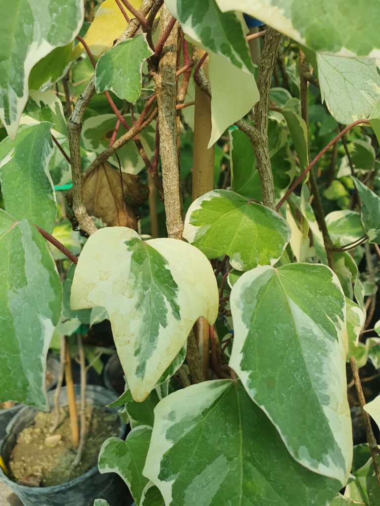 Hedera canariensis Gloire de Marengo – Variegated Ivy