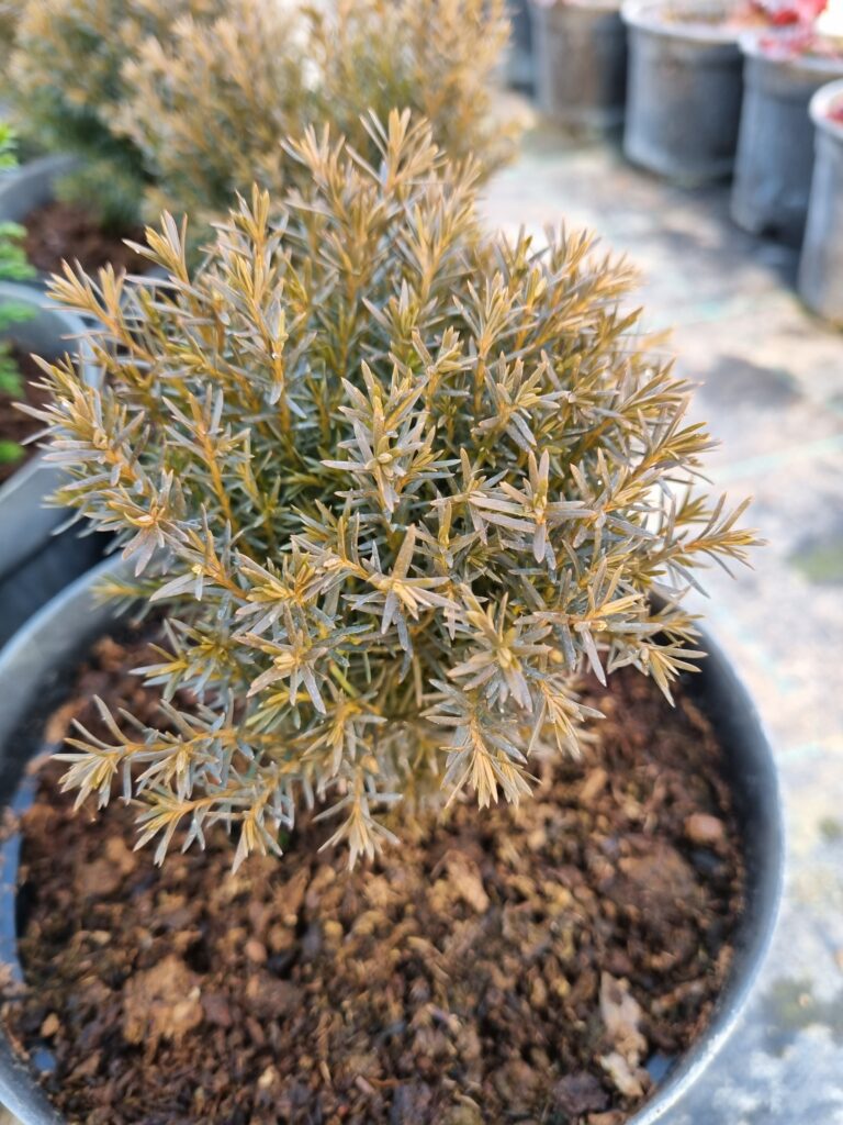 Japanska Thuja Occidentalis Teddy