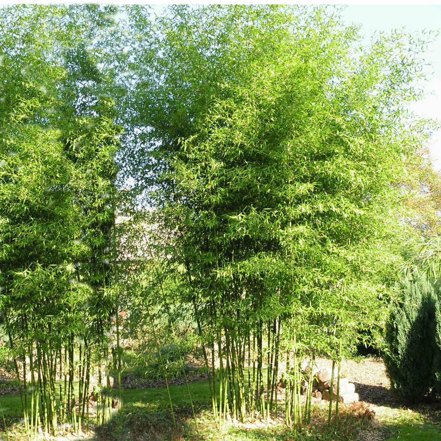 Bambus phyllostachys