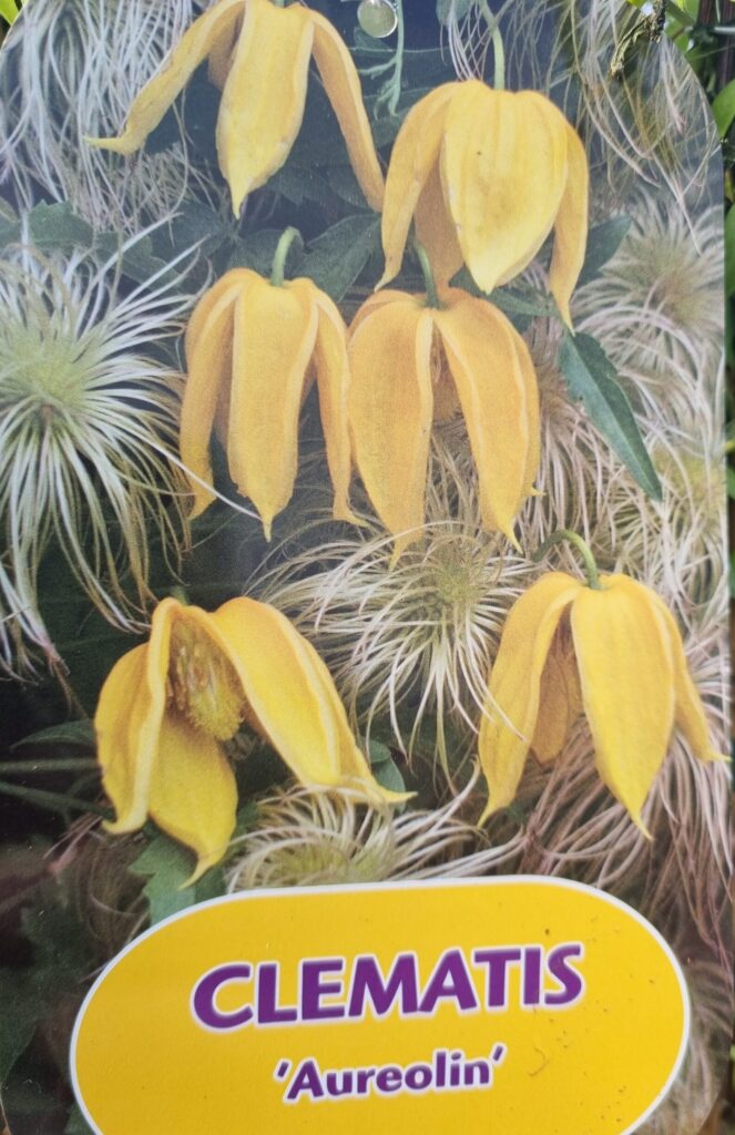 CLEMATIS AUREOLIN