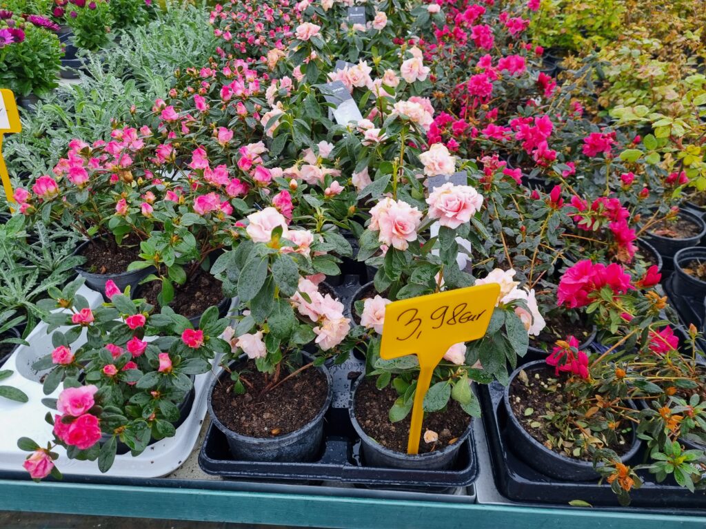 Azalea
