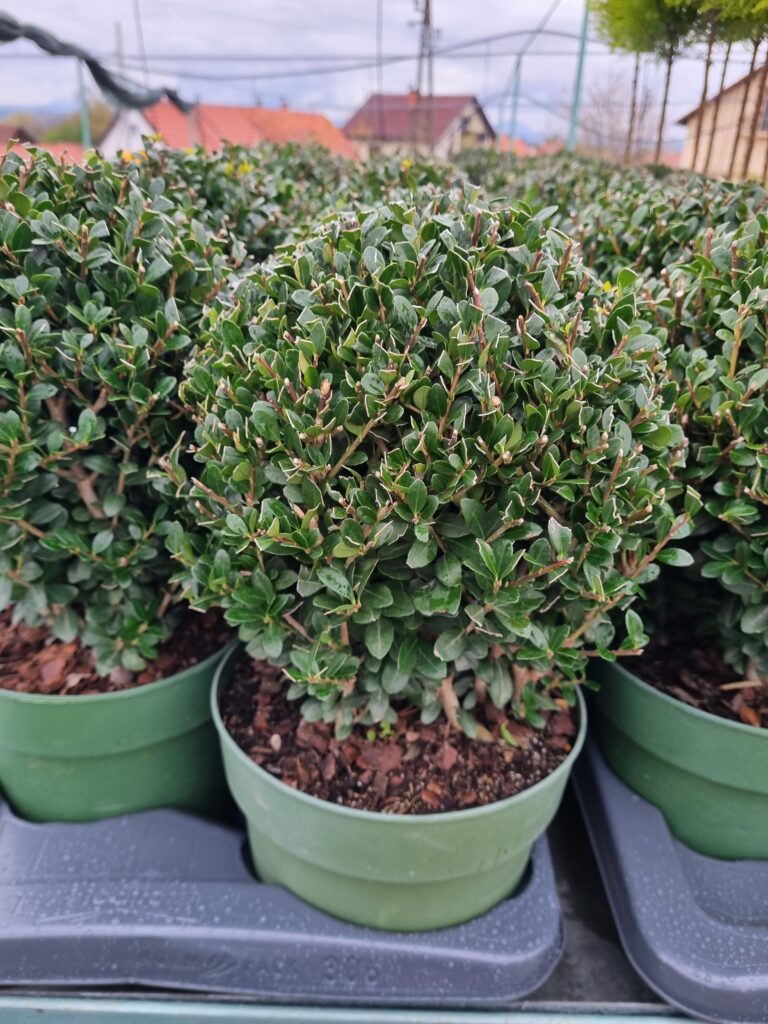 Ilex Crenata Jenny Ball 20 Cm Ilex Crenata Jenny Ball 20 Cm
