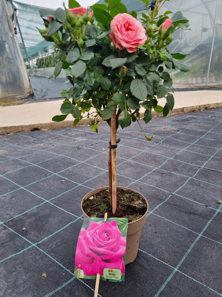 Ruža mini stablašica royal pink mnogovjetna