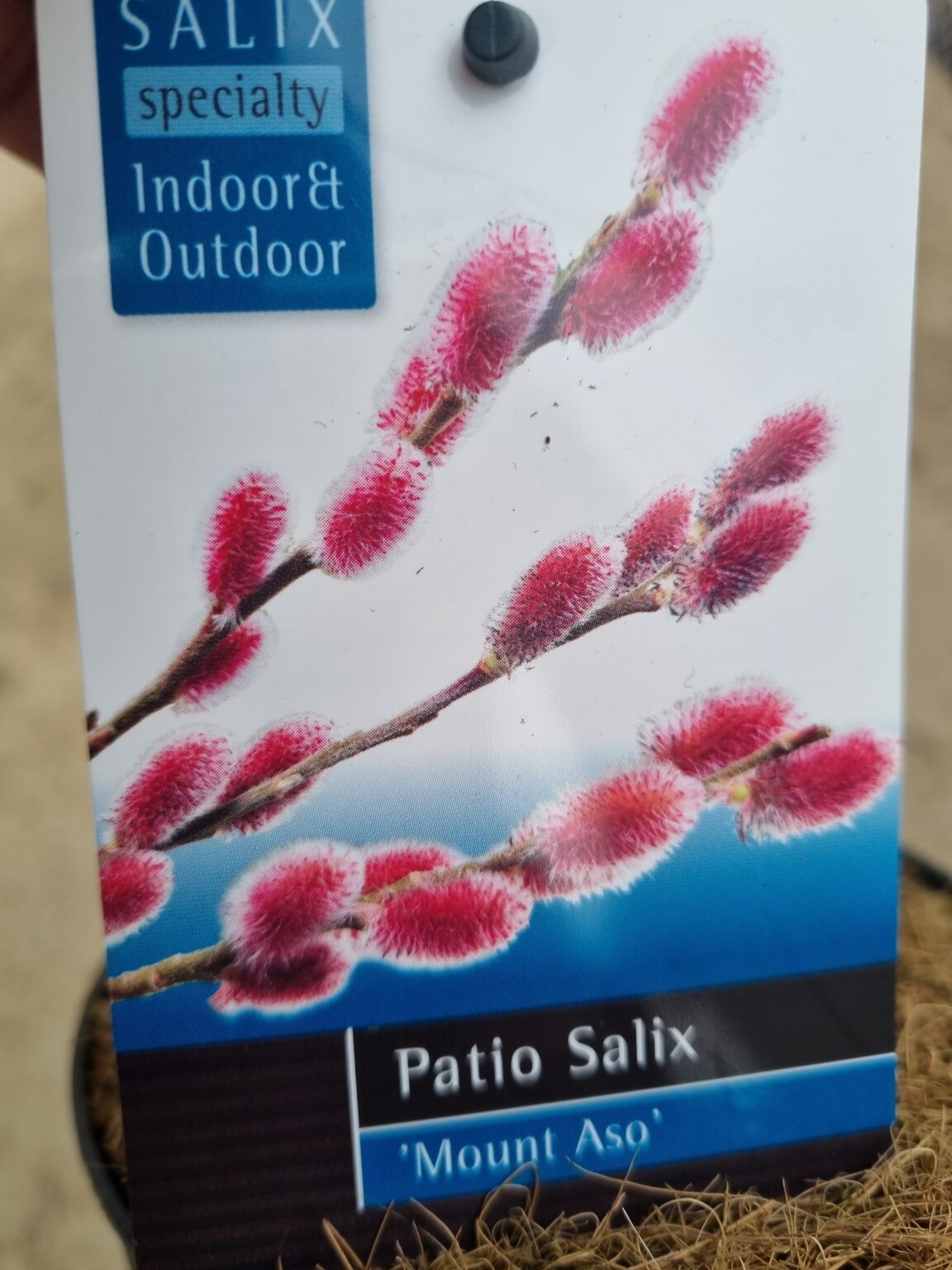 SALIX PATIO ROZA VRBA CICA MACA MINI STABLAŠICA.