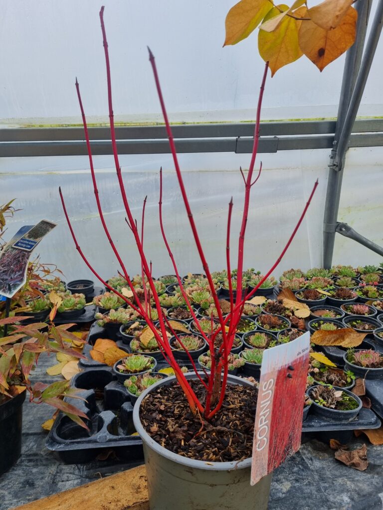 CORNUS ALBA SIBIRICA