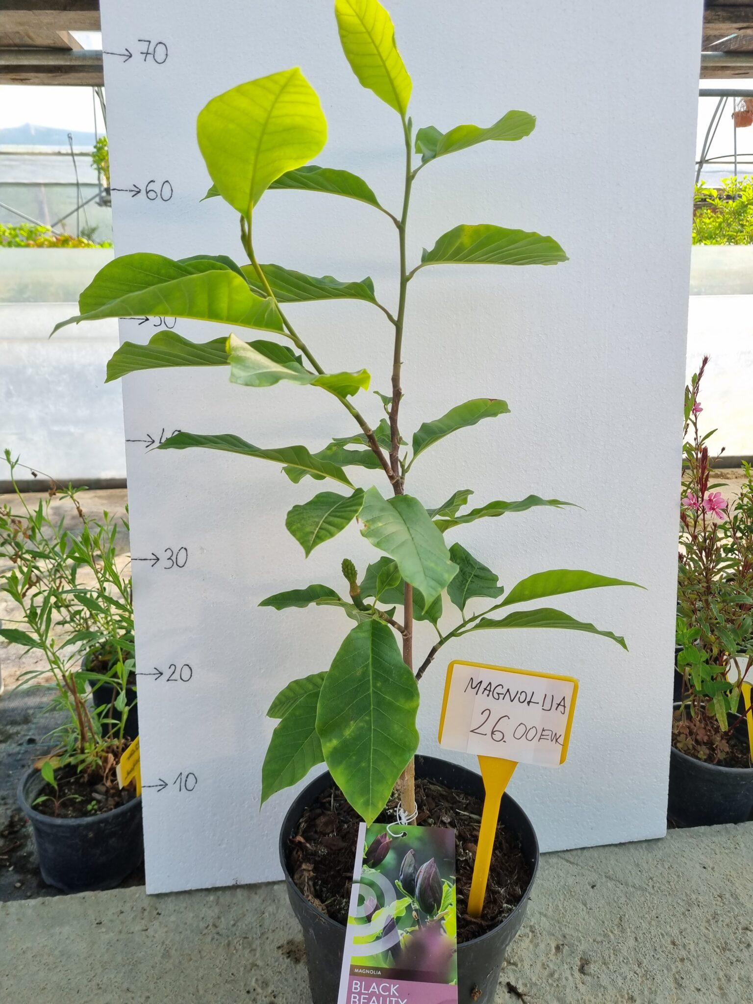MAGNOLIA black
